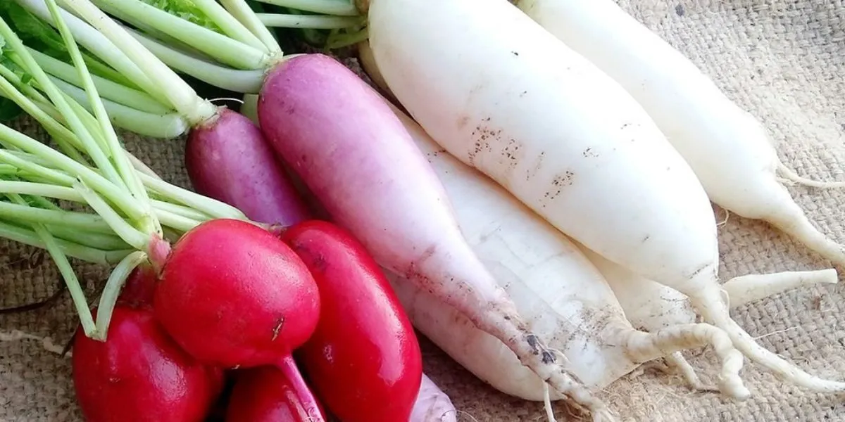 Radish Provides Fibre, Vitamins, And Minerals For Total Body Health ...