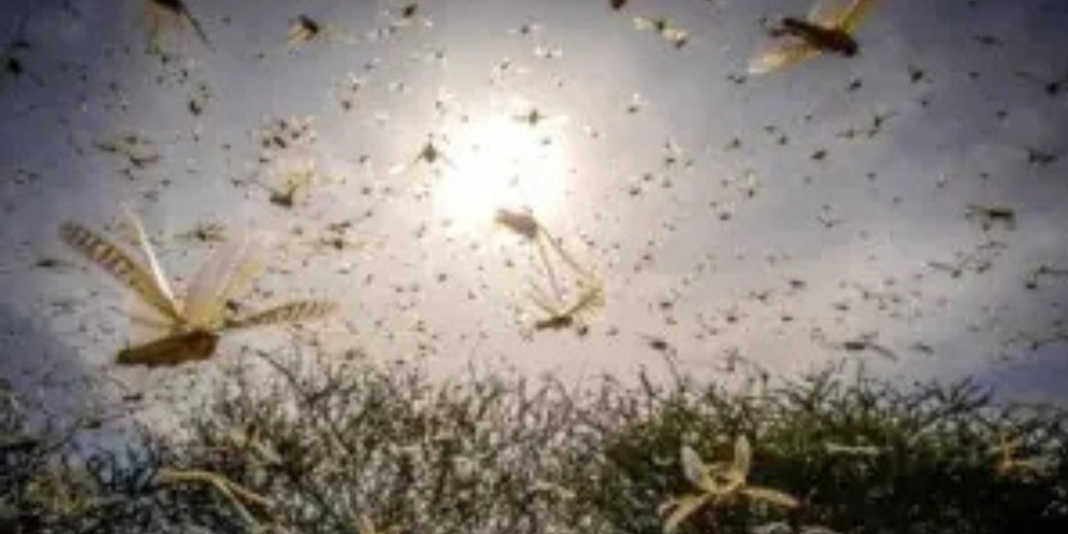 Pakistan’s Insect Populations at Risk from Climate Change, Experts Warn ...