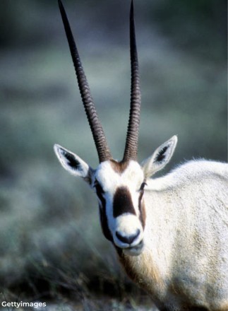 Prince Mohammed Bin Salman Reserve Adds to Arabian Oryx Family | Human ...