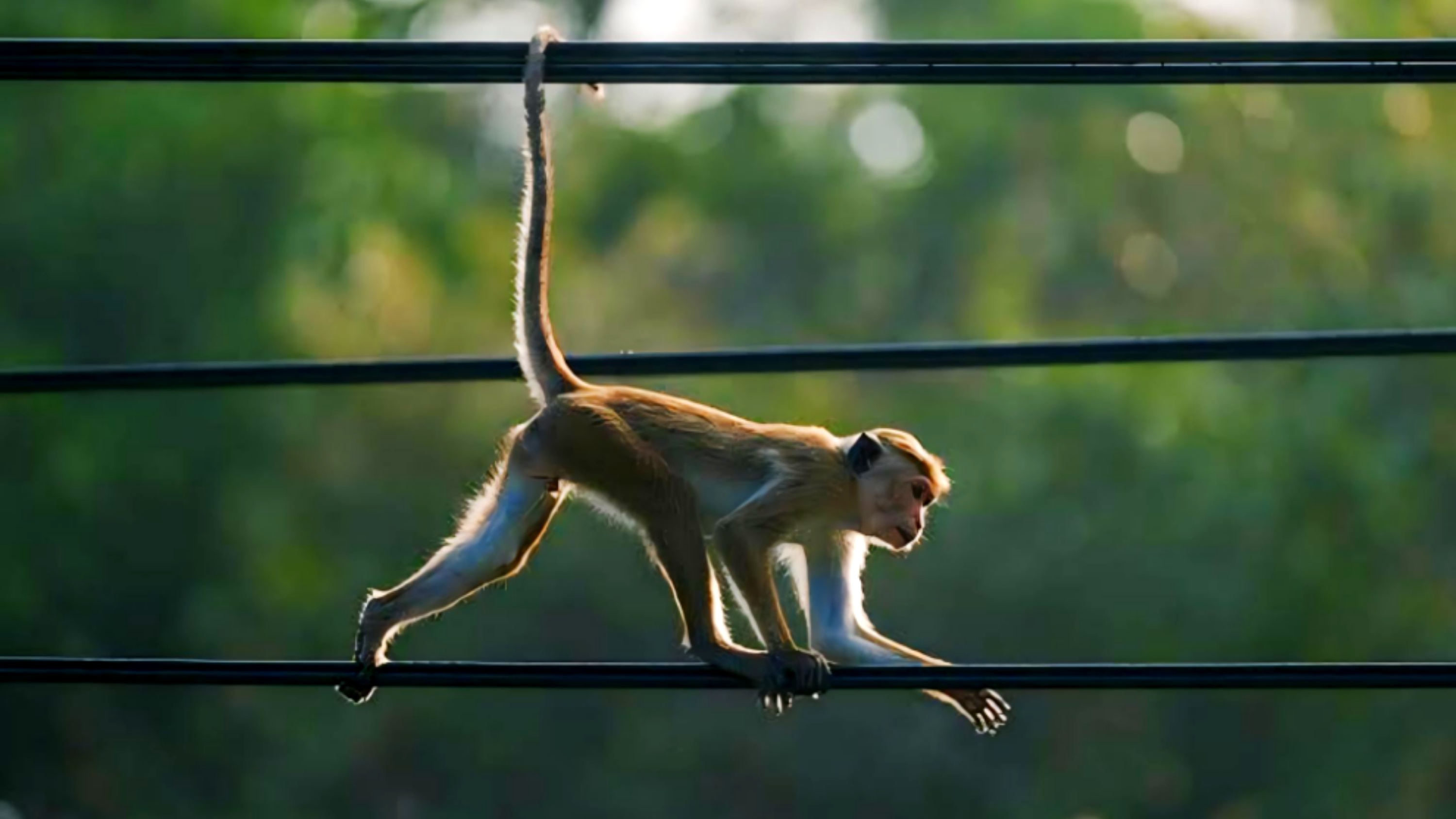 Sri Lanka Extends Power Cuts After Nationwide Blackout Caused by Monkey ...