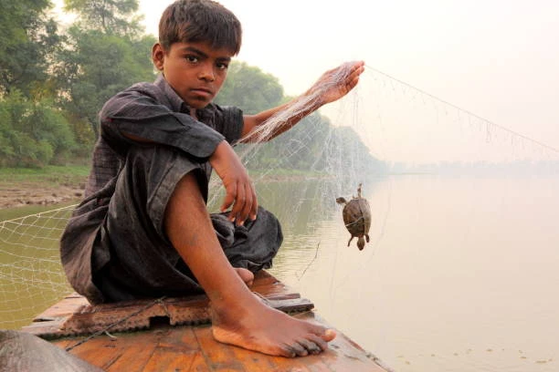 Palestinians Turn to Eating Turtles due to Food Shortages | Human Online
