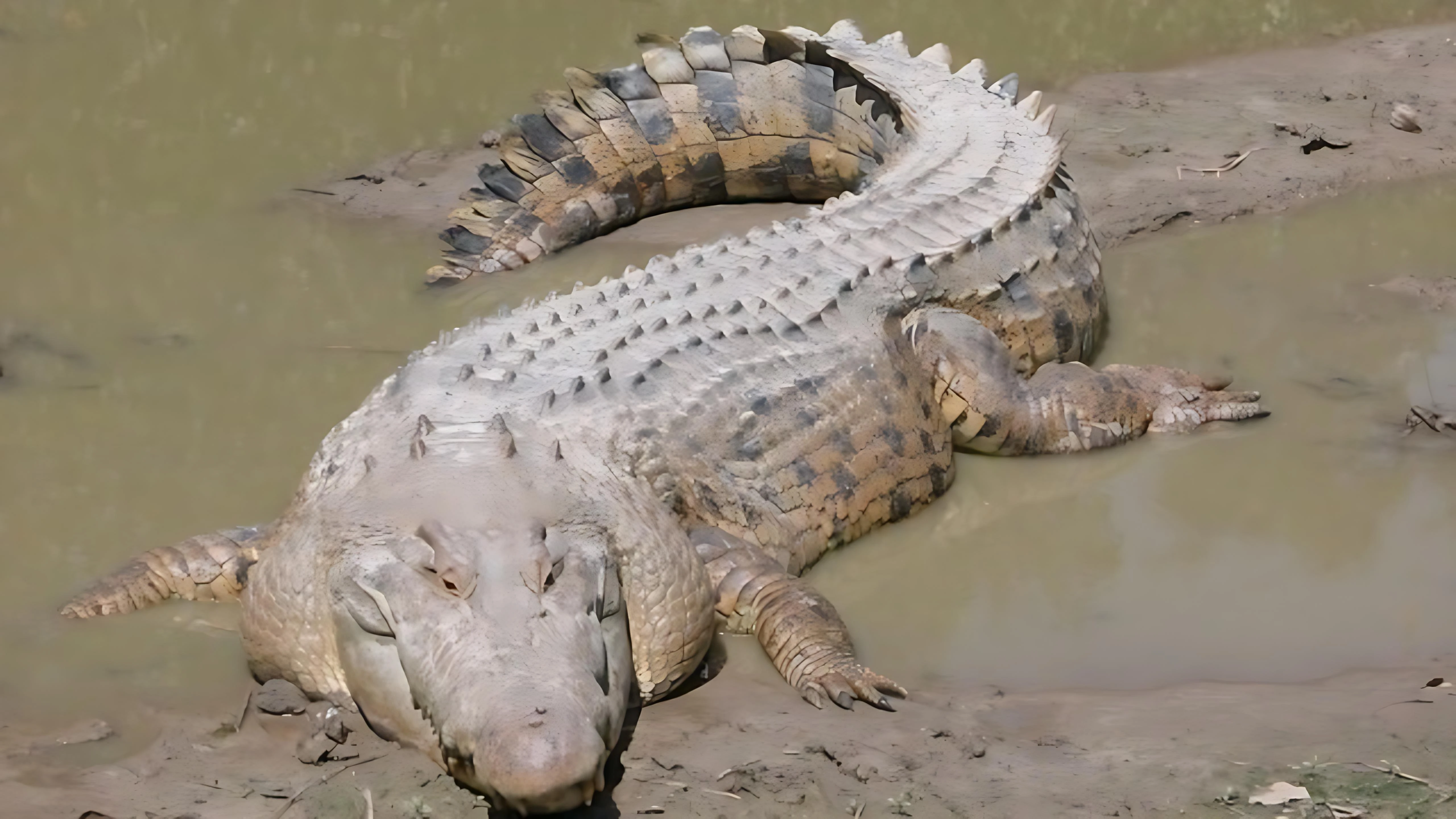 World’s Largest Crocodiles Still Thrive Since the Dinosaur Era | Human ...