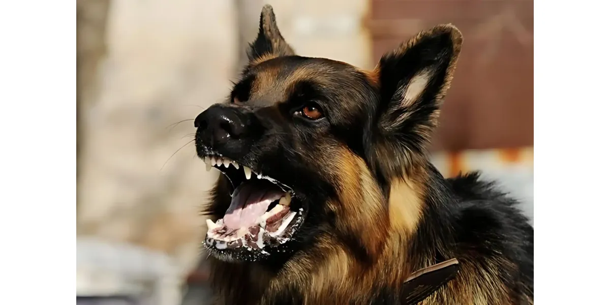 Rabies Can Kill—How It Spreads and What to Do Immediately | Human Online
