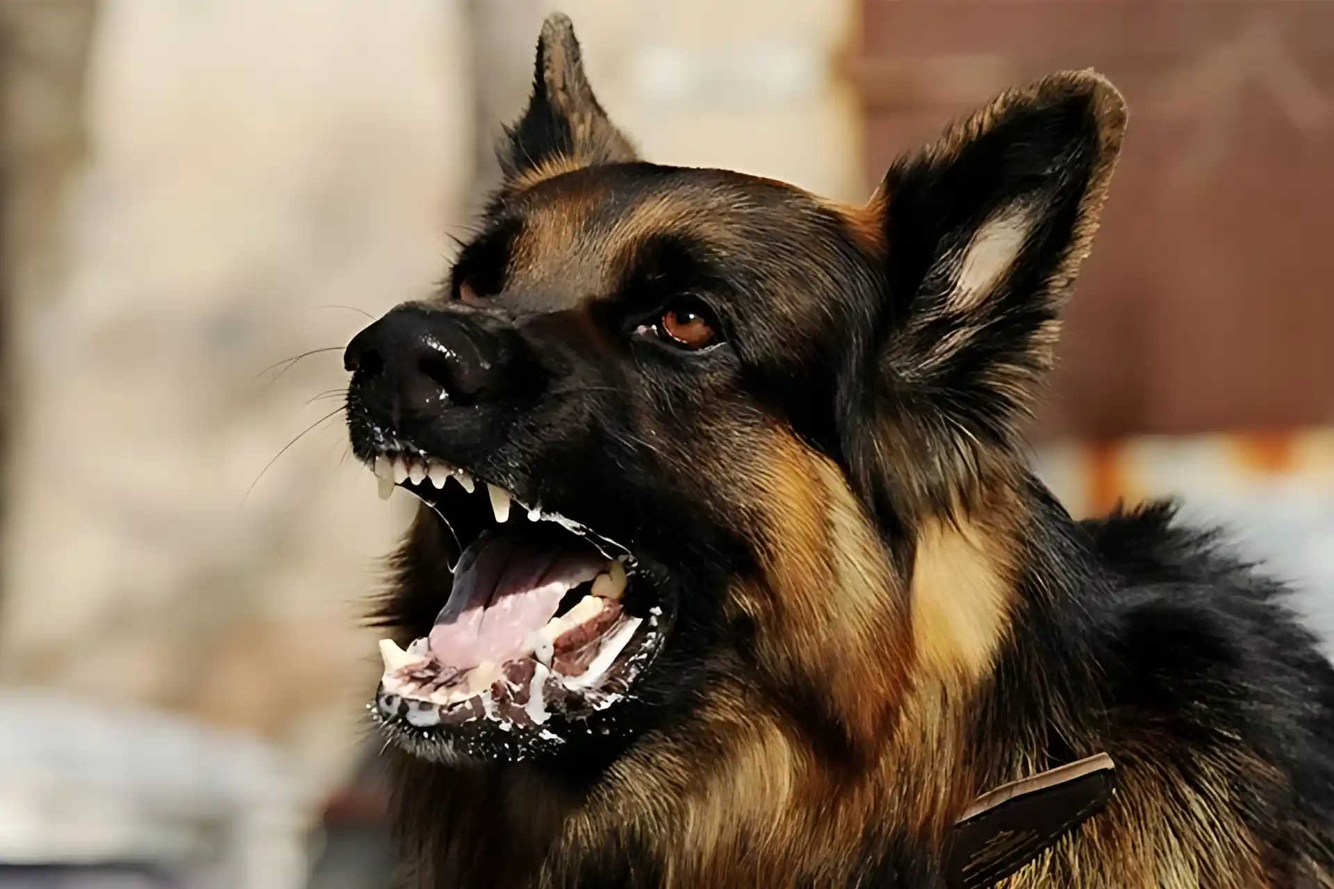 Rabies Can Kill—How It Spreads and What to Do Immediately | Human Online